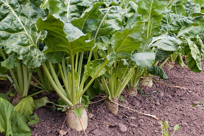 Sugar Beets and the Creation of Beet Sugar | Ragus