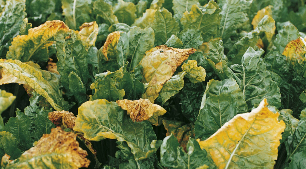 Neonicotinoid ban to drive sugar prices up