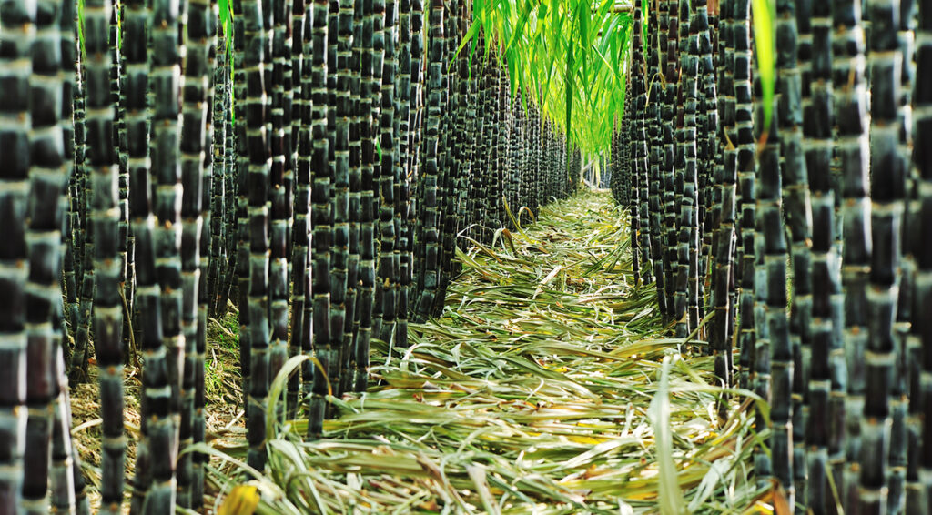 Granular detail: food grade cane molasses | Ragus